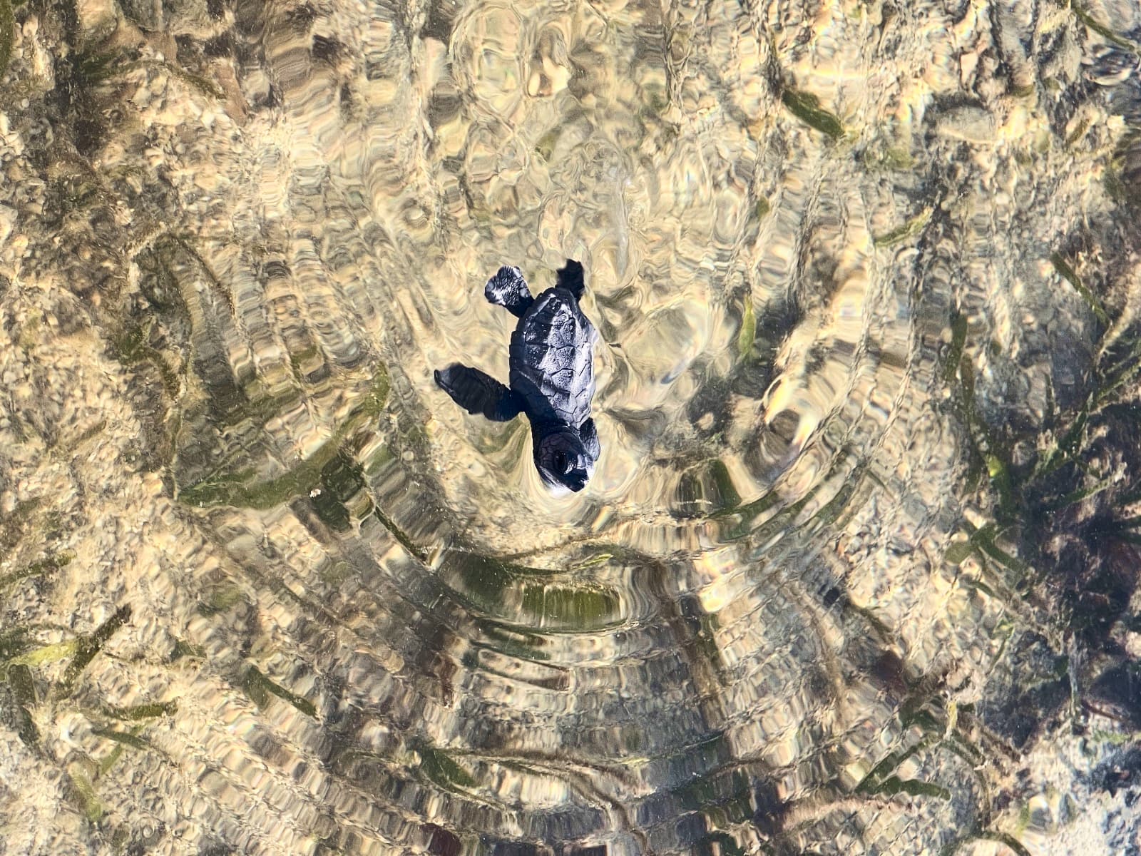 Reef Seen Turtle Hatchery in Pemuteran | Villa Semadhi